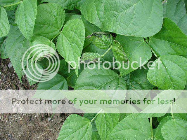 pole bean leaf: disease or deficiency? Pics | Homesteading Forum