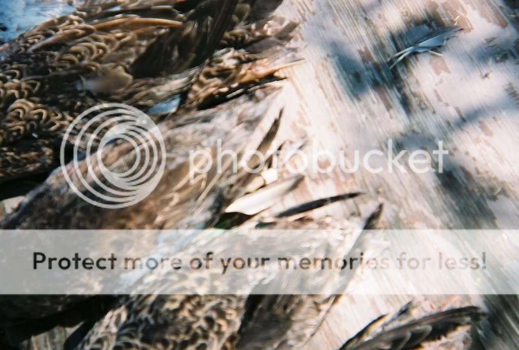 Lets see your BANDS | Duck Hunting Forum
