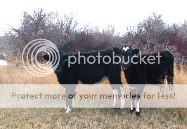 Woolly cows and calves (pics) | CattleToday.com - Cattle, Cow ...