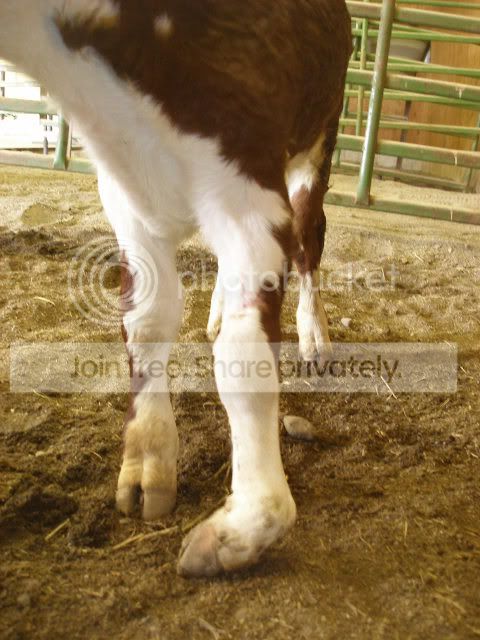 calf with twisted leg (pic) | CattleToday.com - Cattle, Cow & Ranching ...