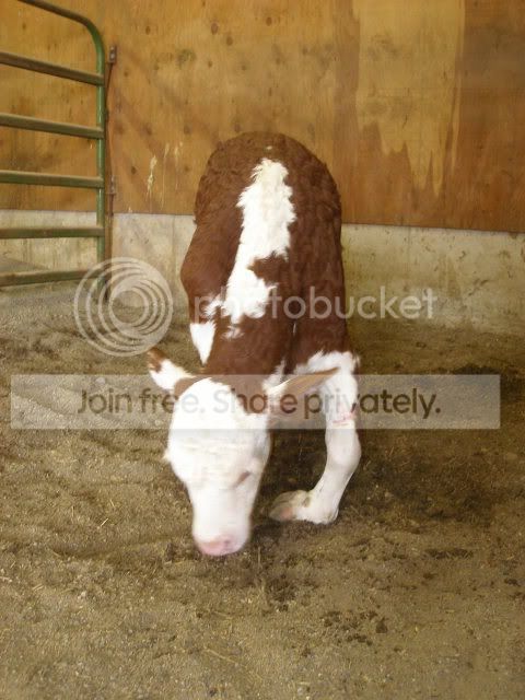 calf with twisted leg (pic) | CattleToday.com - Cattle, Cow & Ranching ...