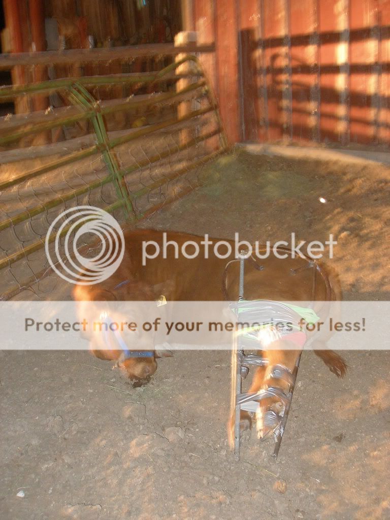 broken leg - pics and video - what's her chances? | CattleToday.com ...